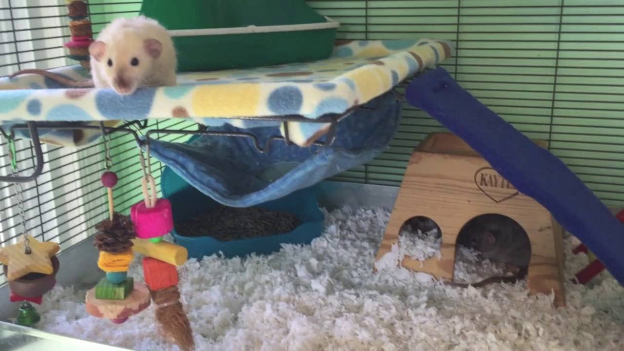 Caring For Elderly Rats Housepetscare