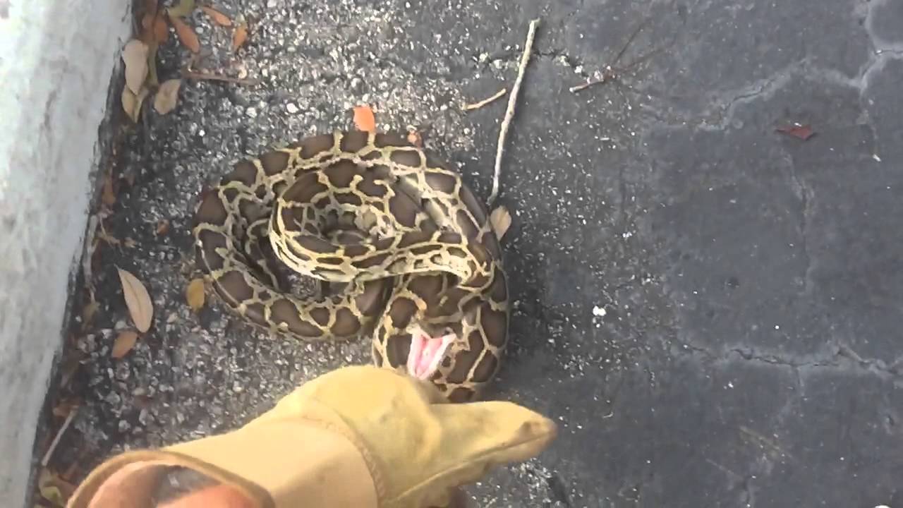 The Slow Motion Burmese Python Bite Actual Elapse Time 1 Youtube