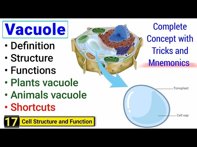 Vacuole Structure