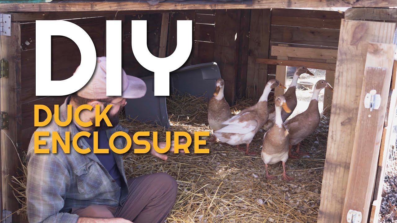 Diy Duck Enclosure Youtube