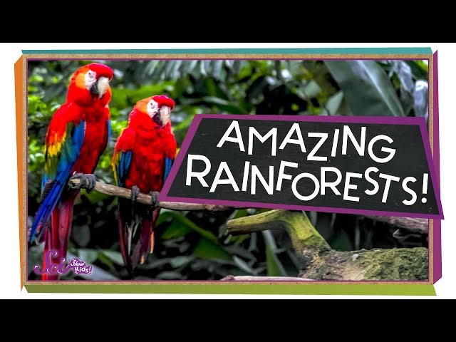 Explore The Rainforest Ecology For English Esl Video Lessons