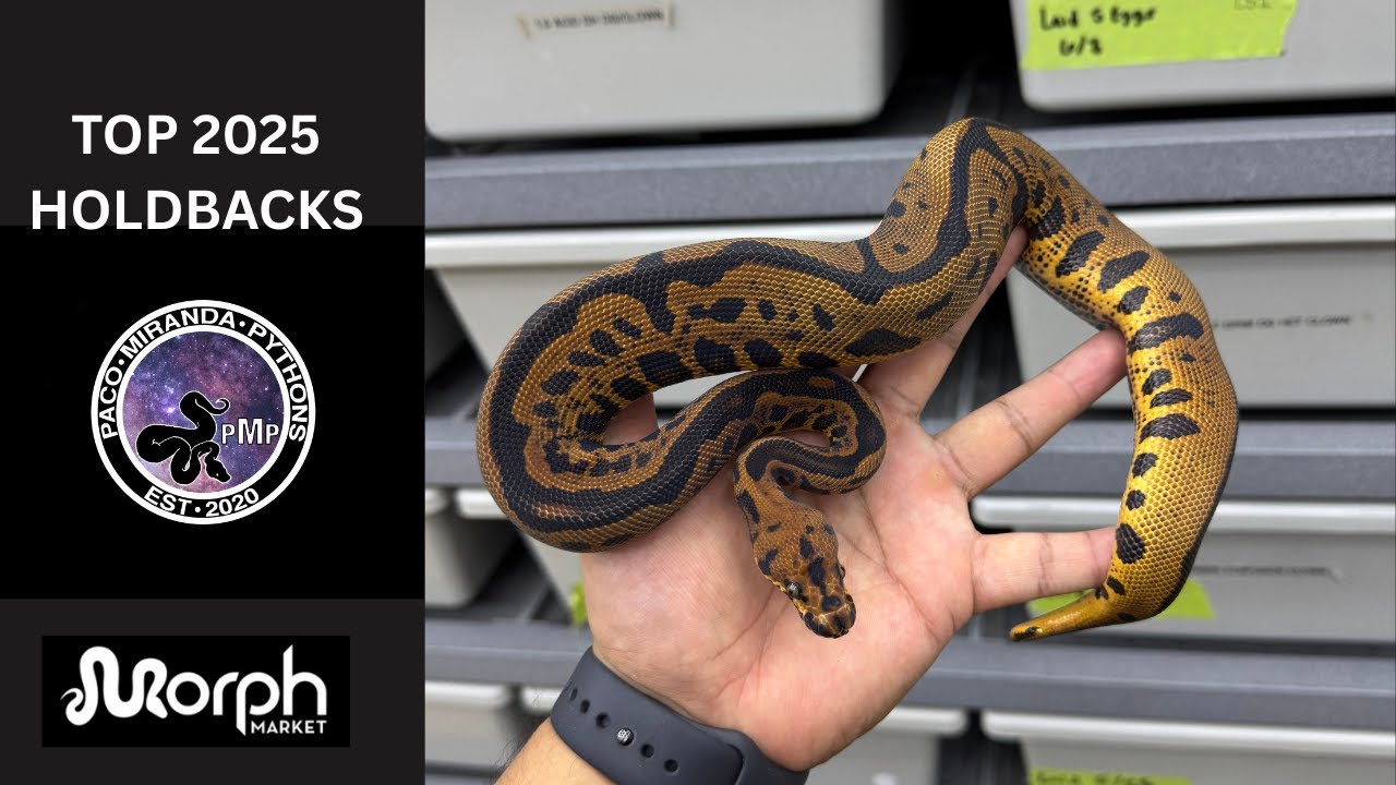 Top 2025 Holdbacks And Reptile Room Hd 1080p Youtube