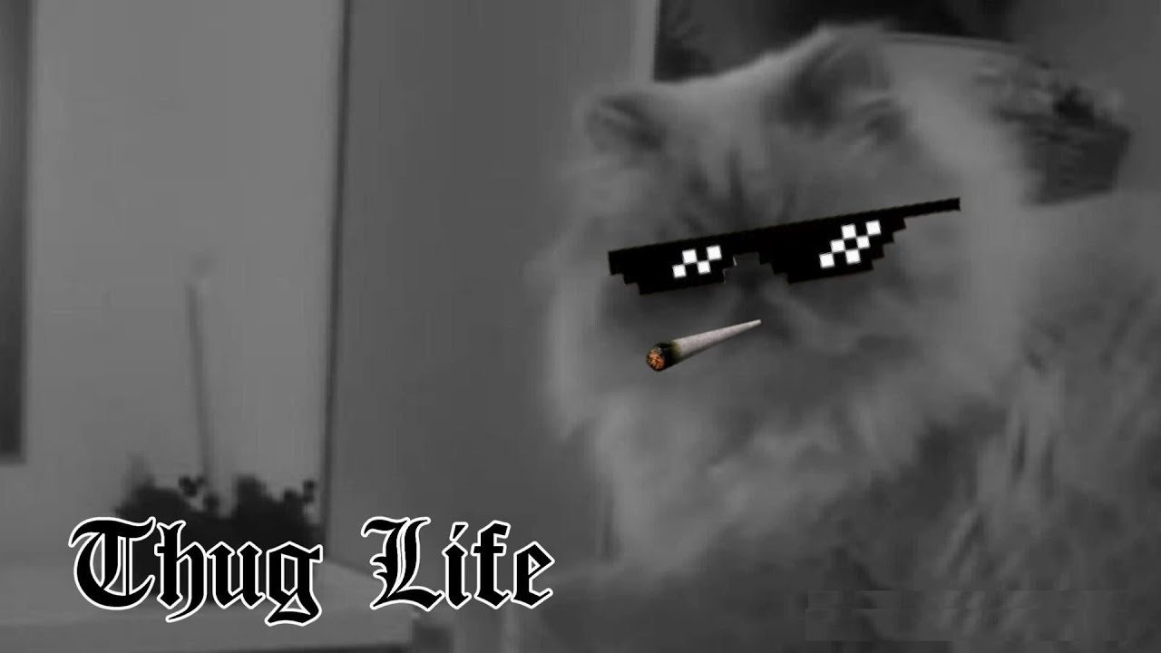 Thug Life Cat El Gato Malo Thuglifebadcat Youtube