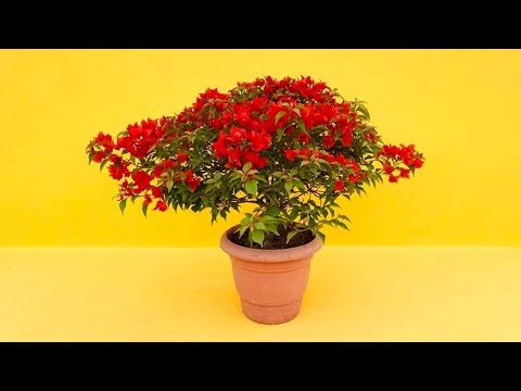 Rare Id Bougainvillea Garden Flowers Bloom Rare Collection Tips