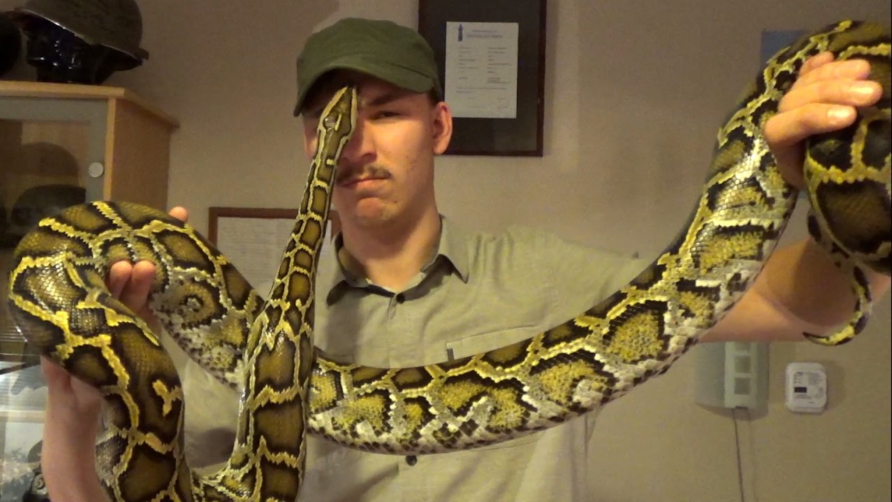 Burmese Python Pet