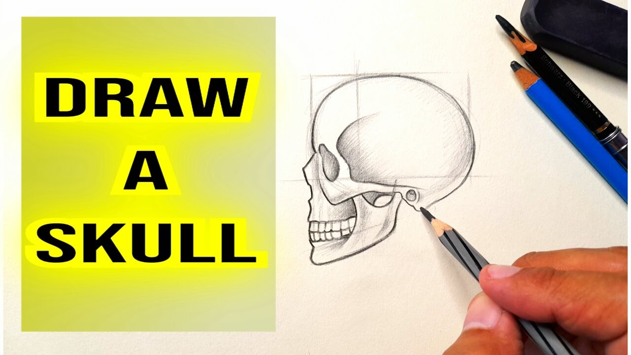 How To Draw A Human Skull From The Side