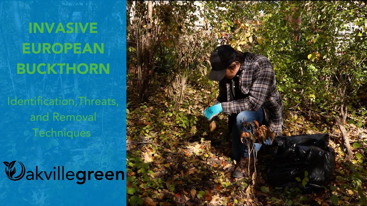 Invasive European Buckthorn Identification Threats And Removal