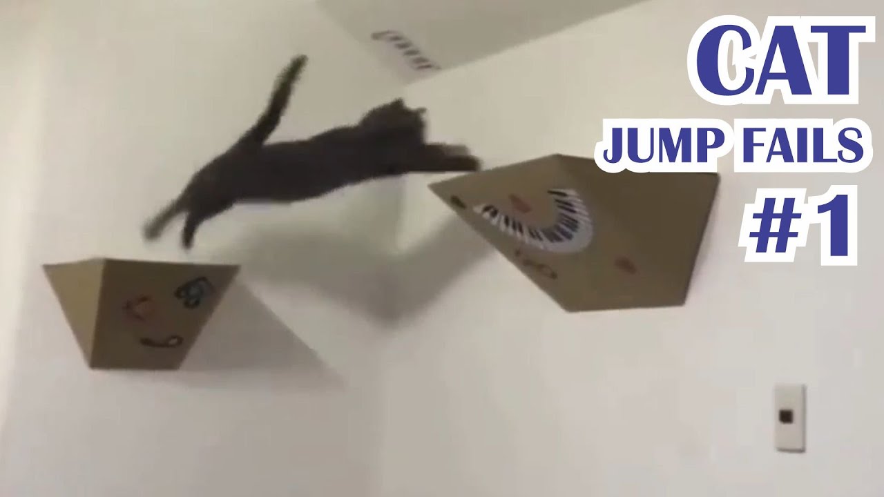Cat Jump Fails 1 2020 Youtube