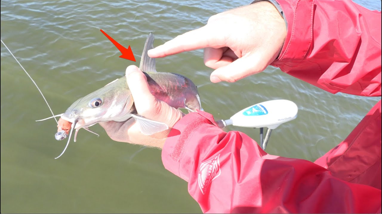 A Catfish Barb At Alicia Tuckett Blog