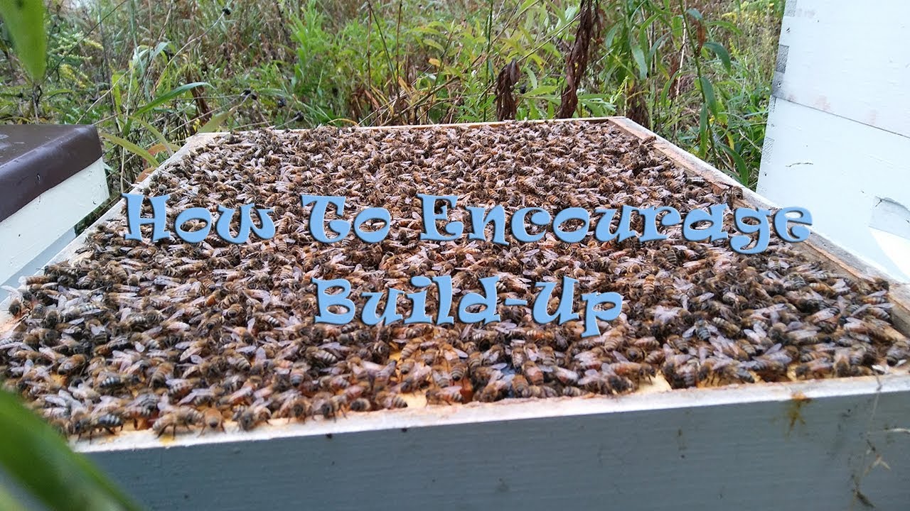 How To Encourage Build Up In Your Hive Youtube