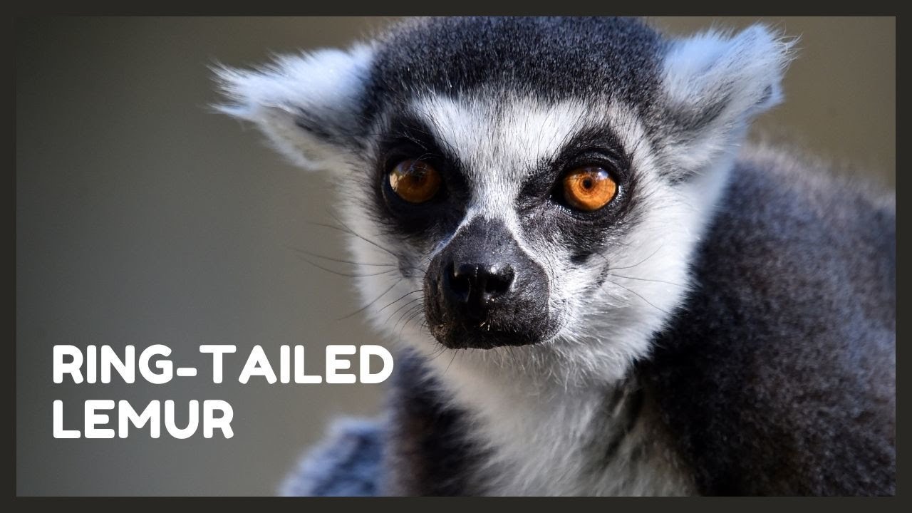 Ring Tailed Lemur Sounds From Madagascar Youtube