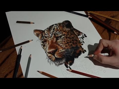 Leopard Realistic Drawing Time Lapse Pt1 By Harley Akers Leopard Youtube