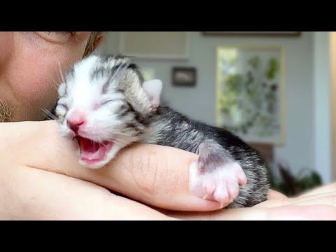 Meet My 1 Day Old Kittens Youtube