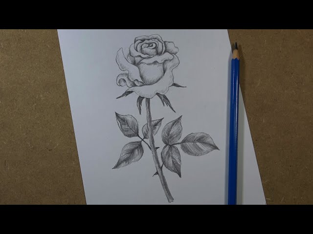 How To Draw A Realistic Rose Step By Step Easy Step By Step