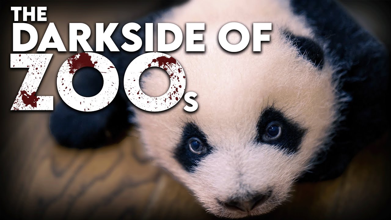 Zoos The Dark Side Of Animal Captivity Youtube
