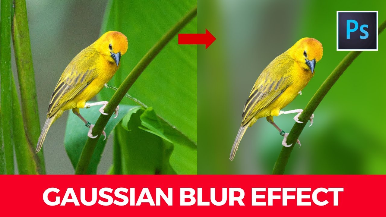 How To Use Gaussian Blur Effect In Photoshop Youtube