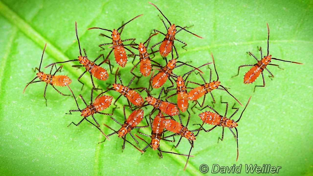 Leaf Footed Nymphs Identification Control Guide Early Stage