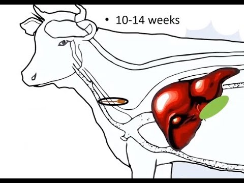 Liver Fluke Lifecycle Animated Youtube