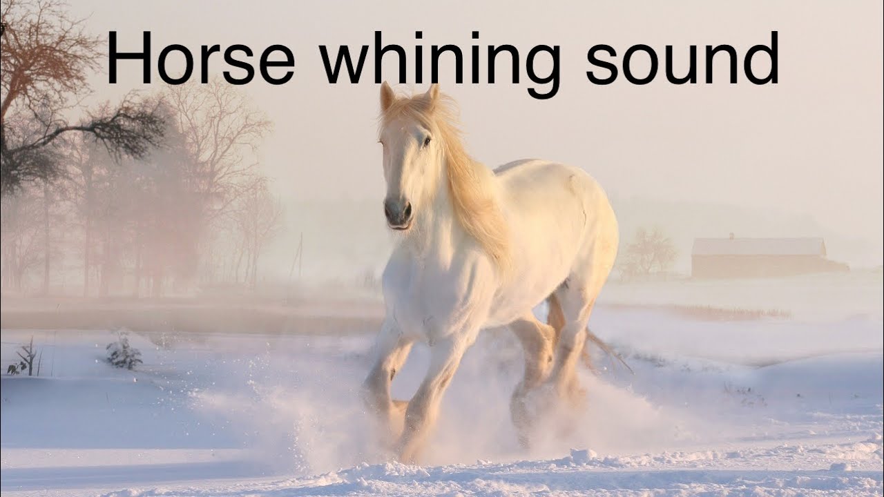 Horse Whining Sound Effect Horse Whining Sound Horse Whining