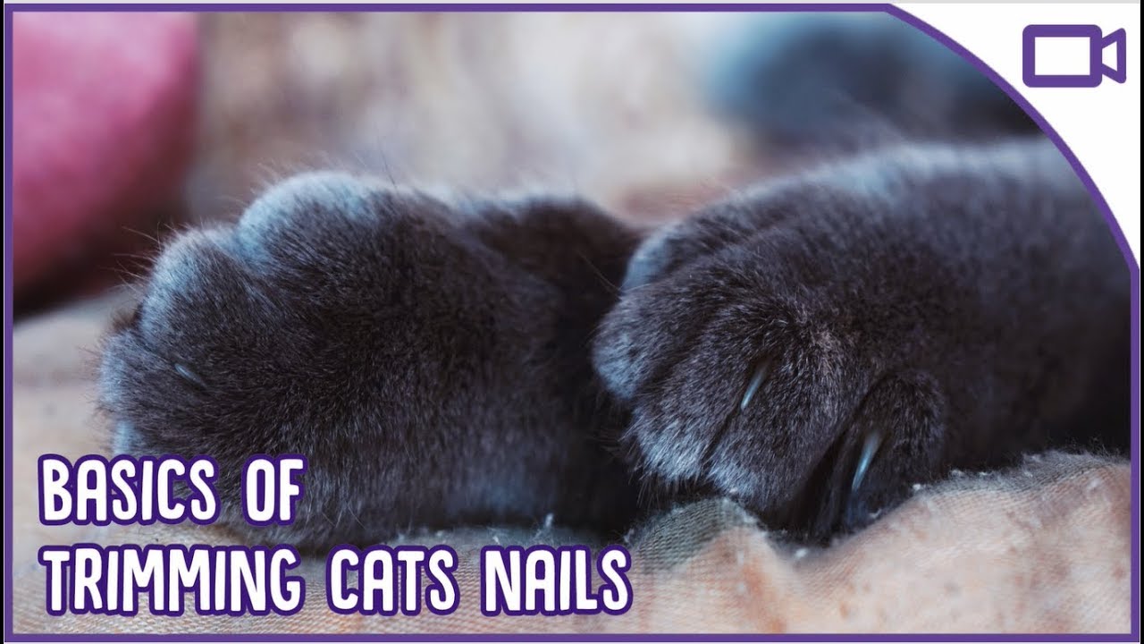 How To Trim A Cat S Claws Tutorial Youtube