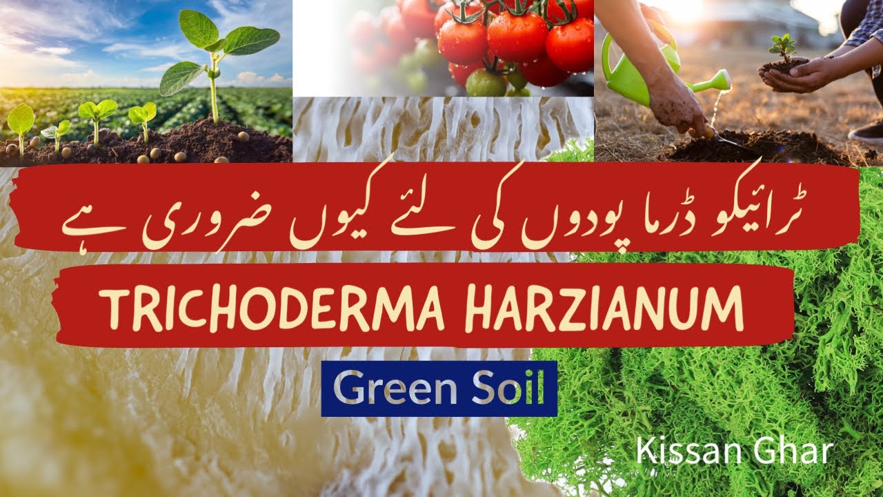 Trichoderma Harzianum Fungi To Improve Crop And Fruit Quality Green