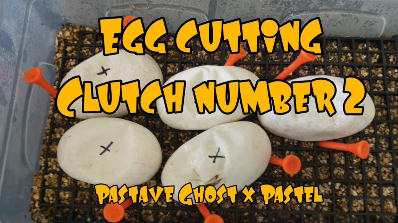 Royal Ball Python Egg Cutting Clutch Number 2 Pastave Ghost X Pastel