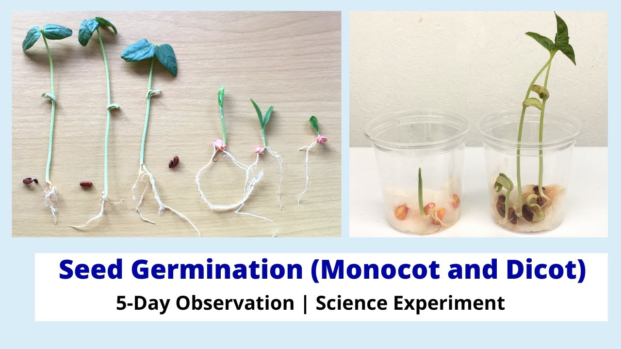 Seed Germination Experiment Seed Treatment Potential For The