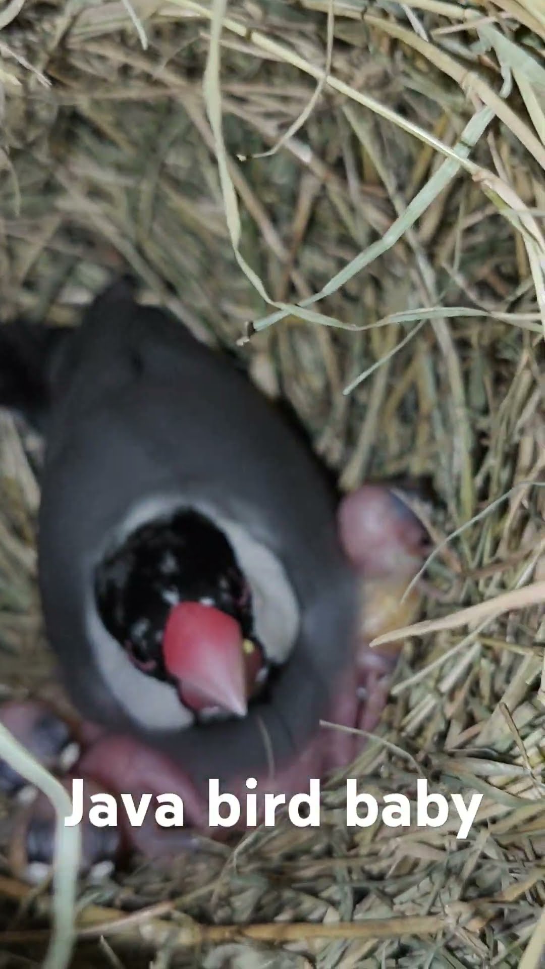 Java Bird Breeding Youtube