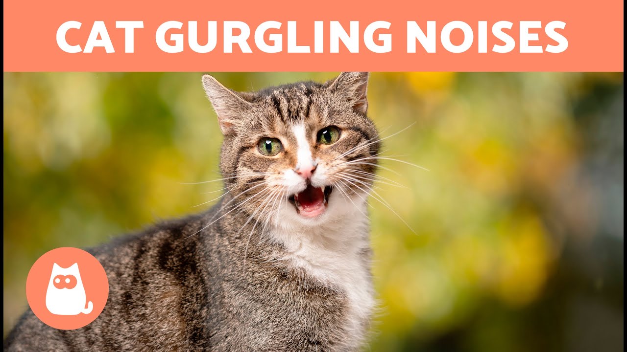Why Do Cats Like Scratching Noises