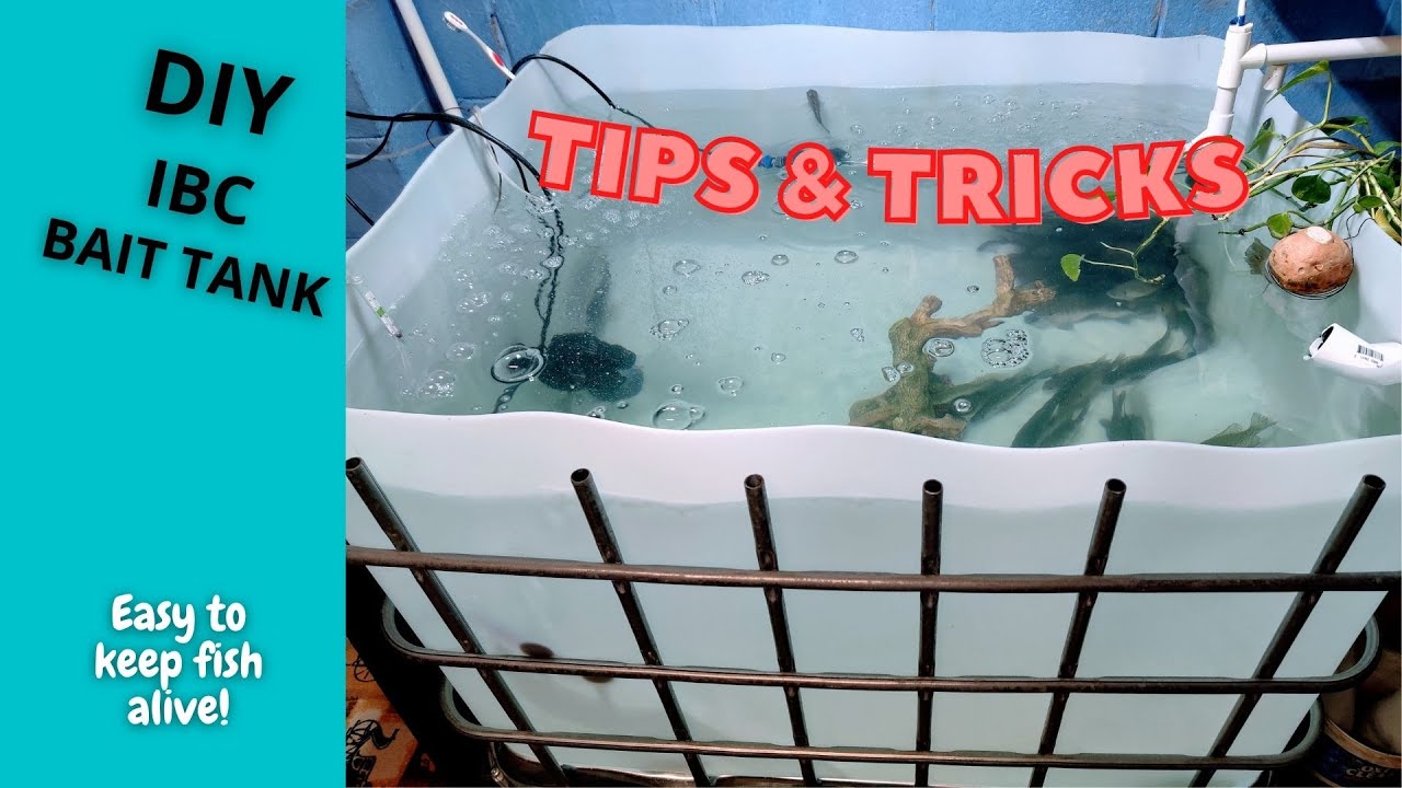 2024 Diy Bait Tank Tips Tricks Why This Setup Works Best Youtube