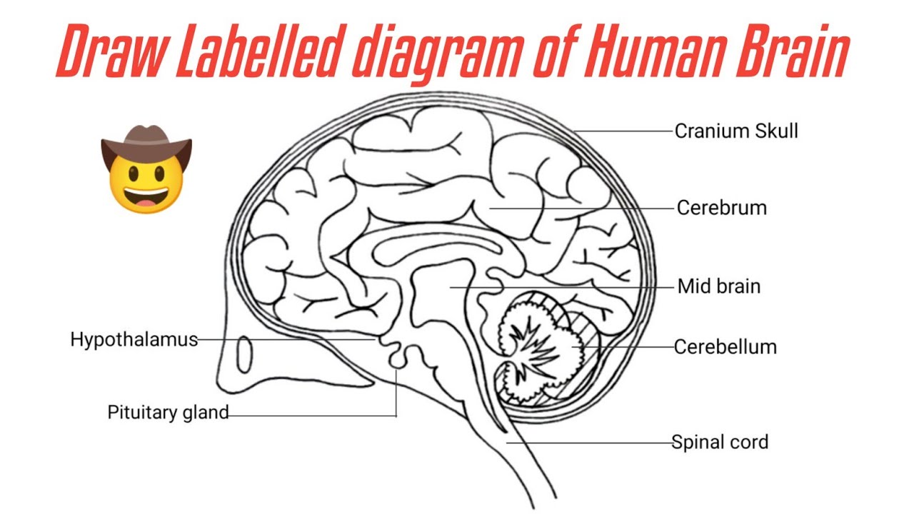 Human Brain Labelled Diagram How To Draw Human Brain Diagram NBKomputer