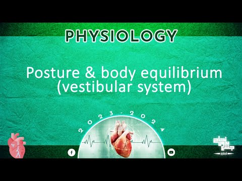 Revision Of L11 Body Posture And Equilibrium Physiology Youtube
