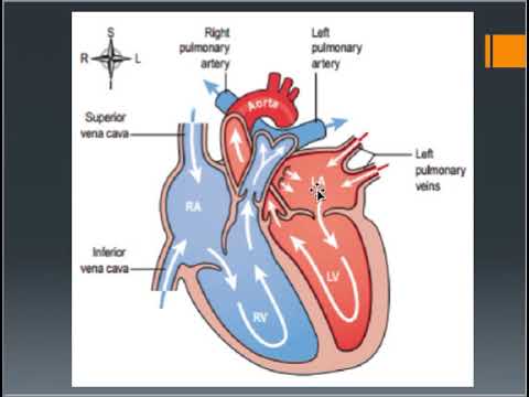 Screencast Voiceover Cardiac Sonography Youtube