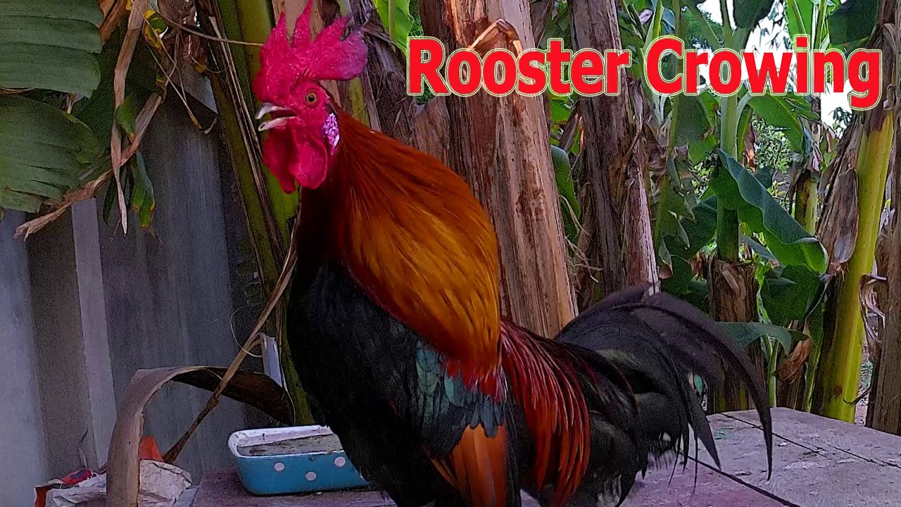 Rooster Crowing 03 Youtube