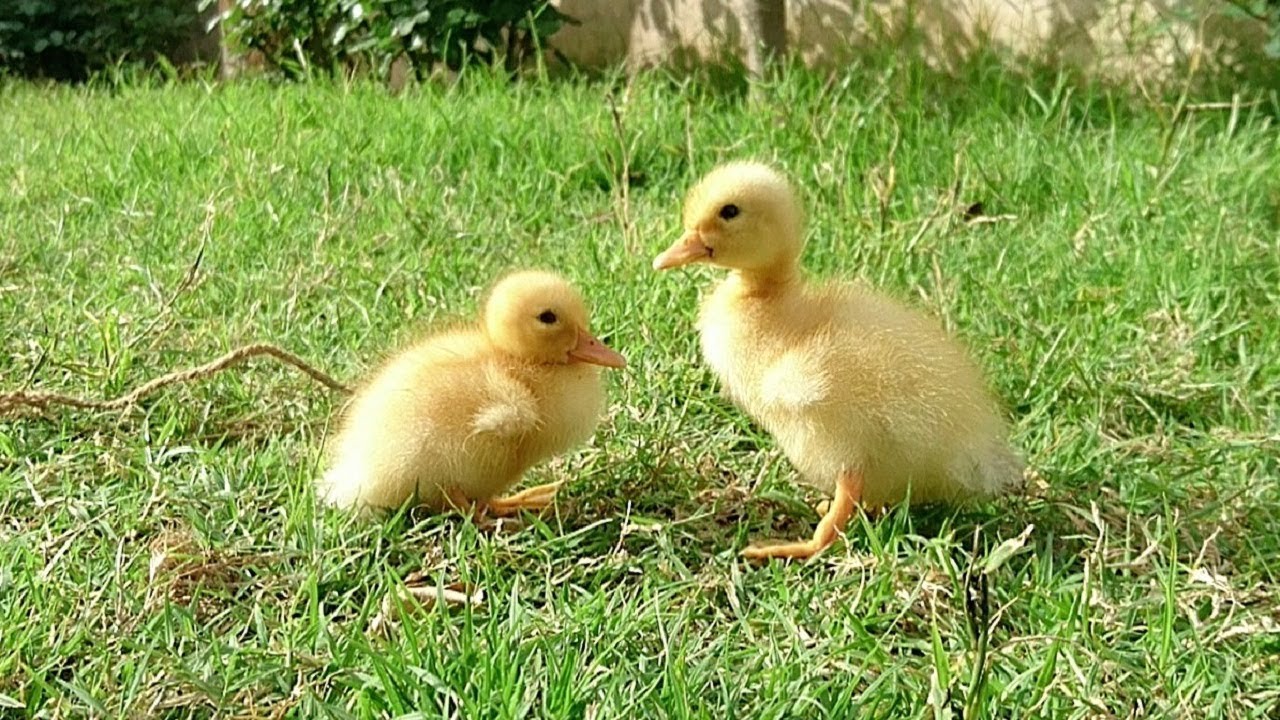 Cute Baby Ducklings Youtube