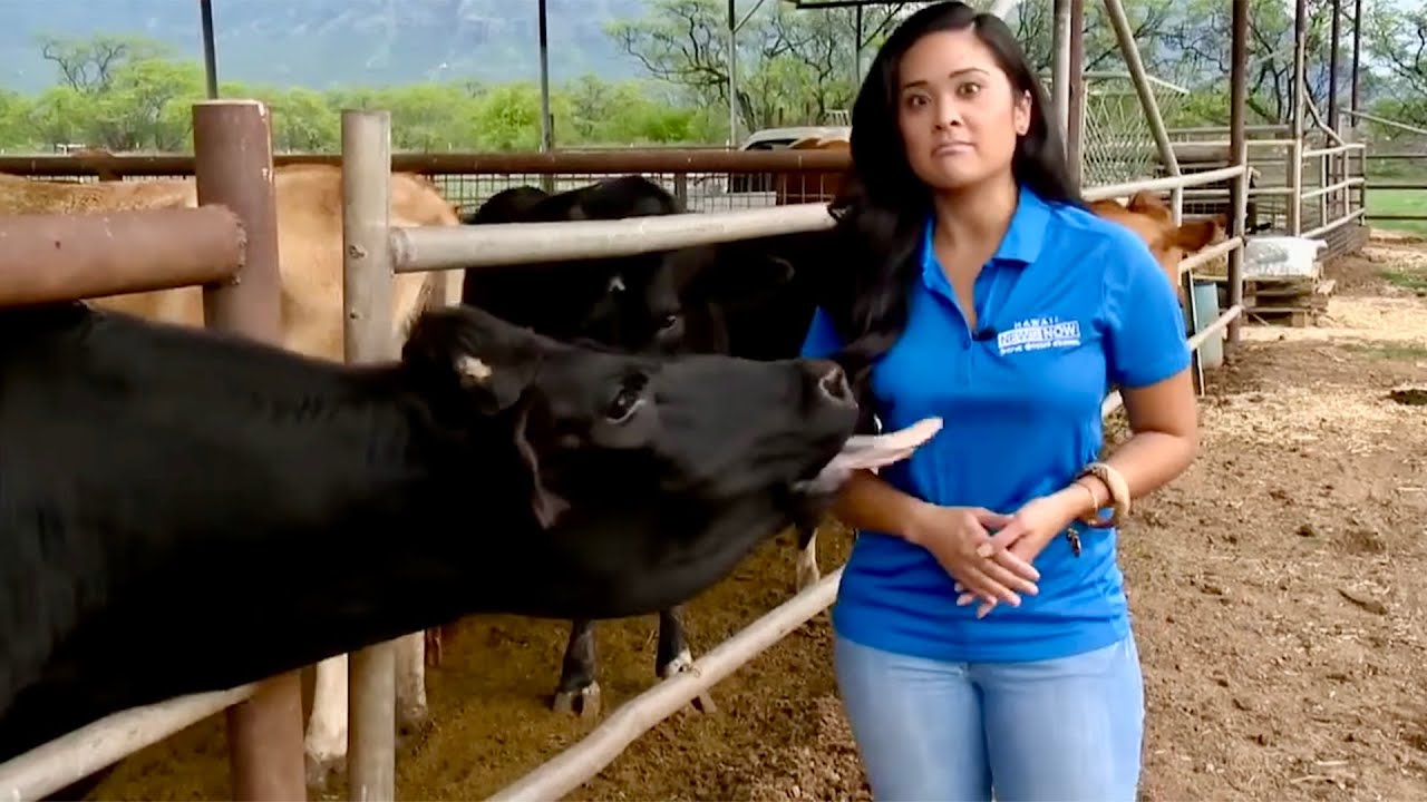 How To Get Success In Java Bird Breeding Java Full Information Ab