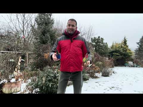 Hajtatott Tavaszi Hagymások és A Primula ápolása Youtube