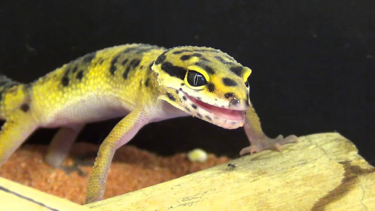 The Gecko And The Fly Youtube