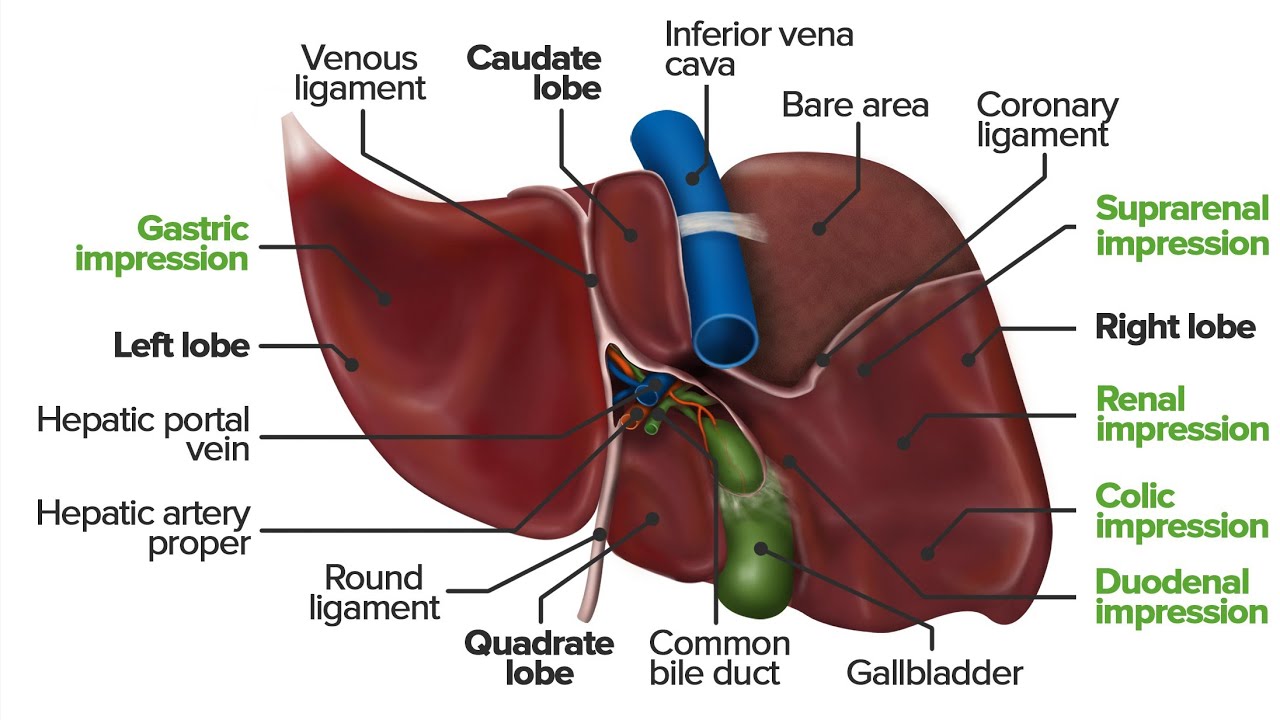 Anatomy Of The Liver Song Youtube