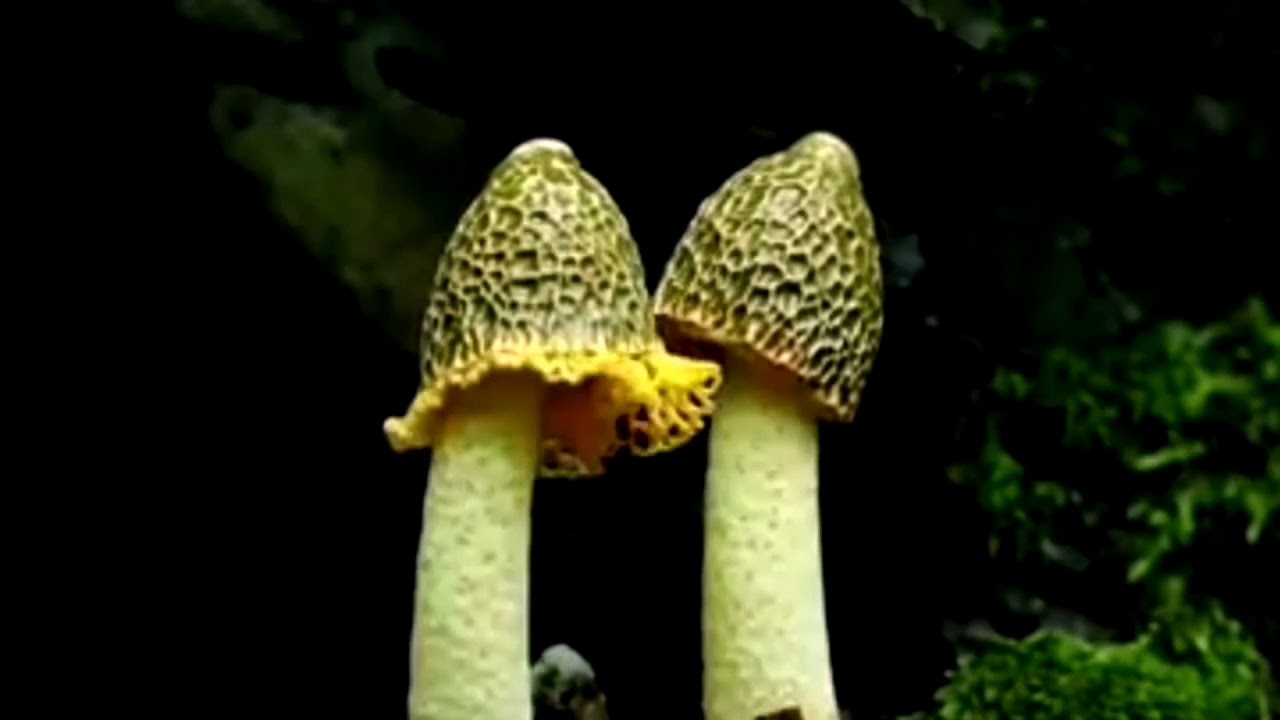 Mushroom Time Lapse Youtube