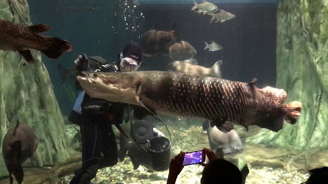 Arapaima Feeding Time 2 30 Pm Mon Wed Sat Fresh Water Monster Klcc