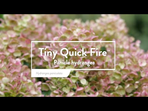 30 Seconds With Tiny Quick Fire邃 Youtube