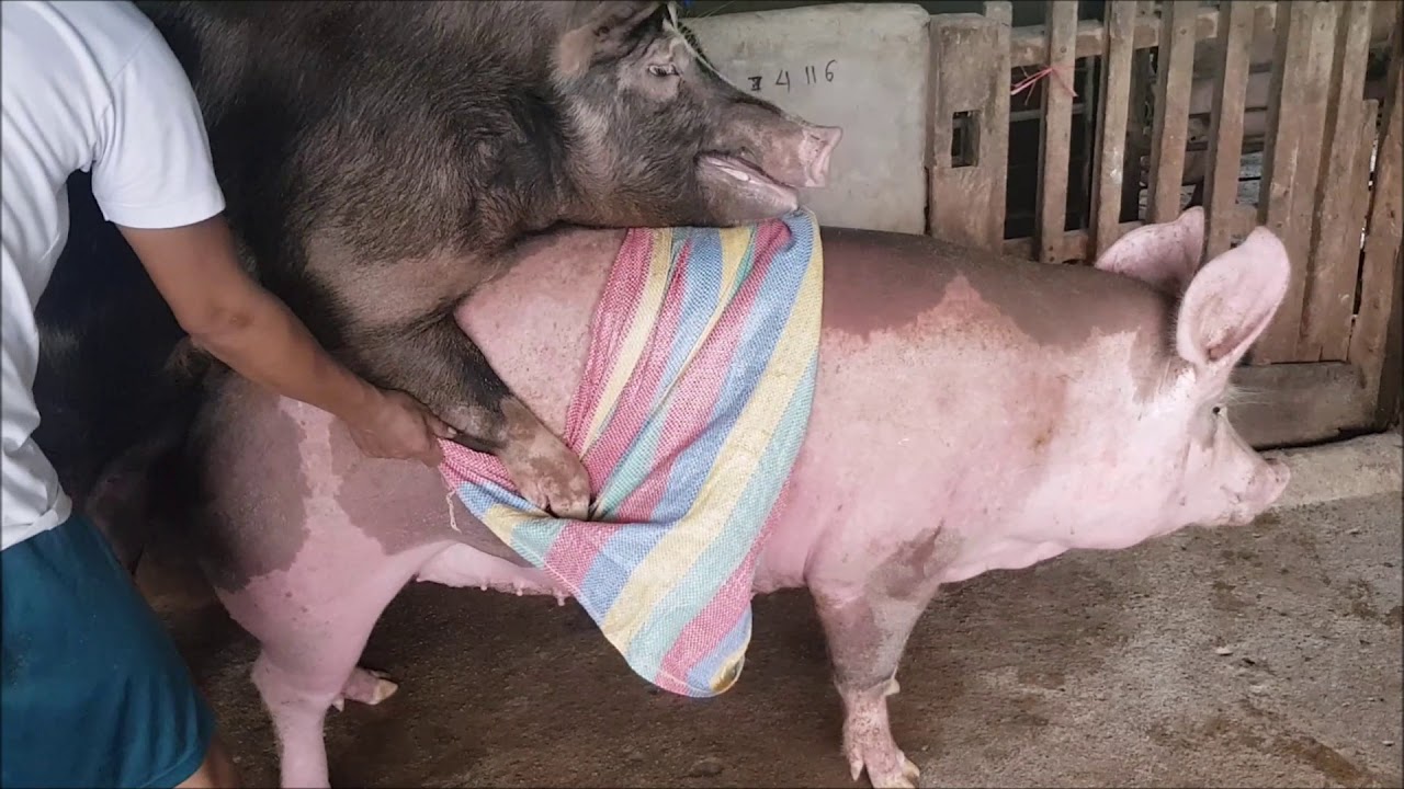 Breeding Pigs Animals Mating In The Everning Youtube