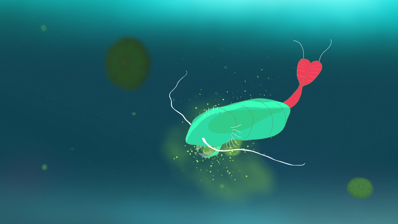 Microbial Loop Viral Infection Switches The Balance Between Bacterial