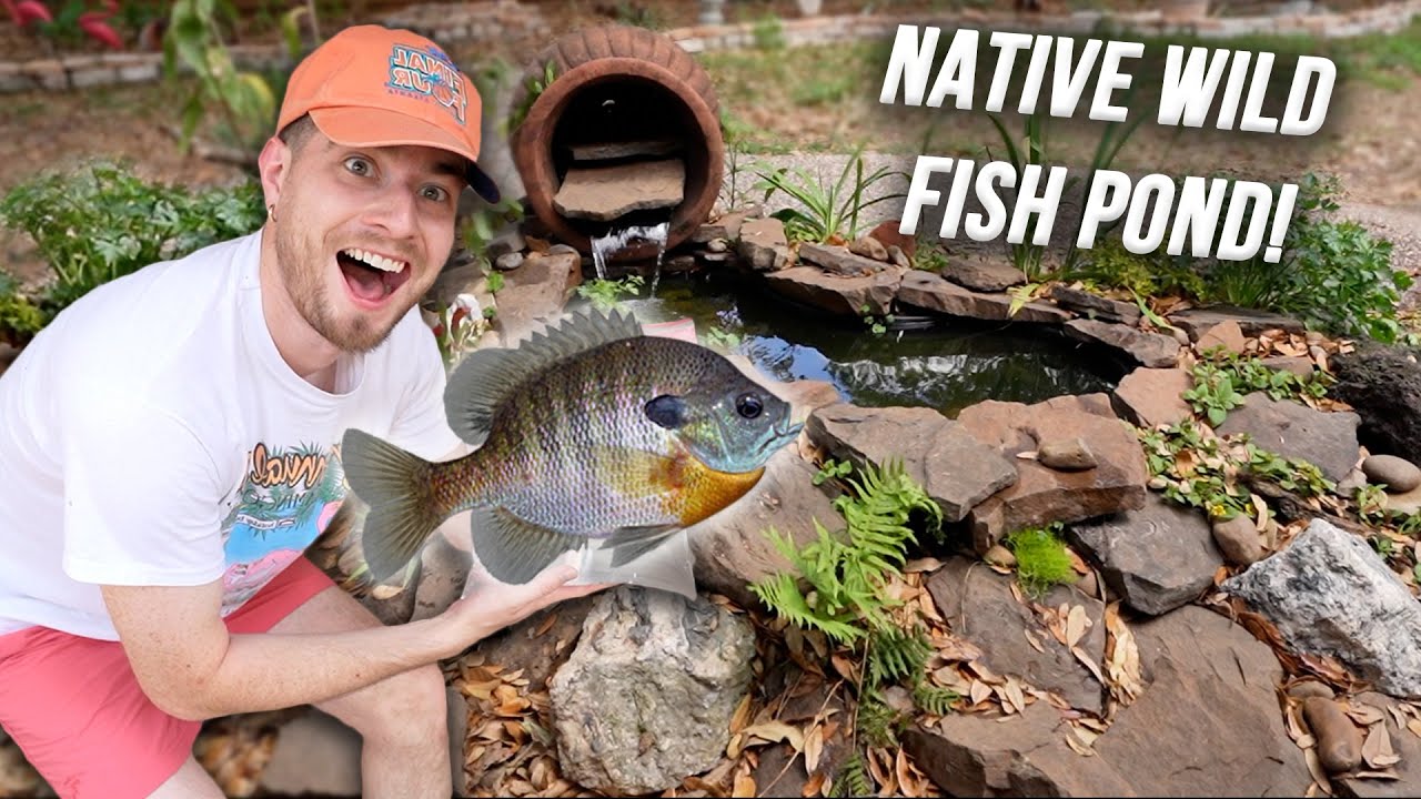 Stocking Wild Fish In My Backyard Pond Native Fish Pond Ft