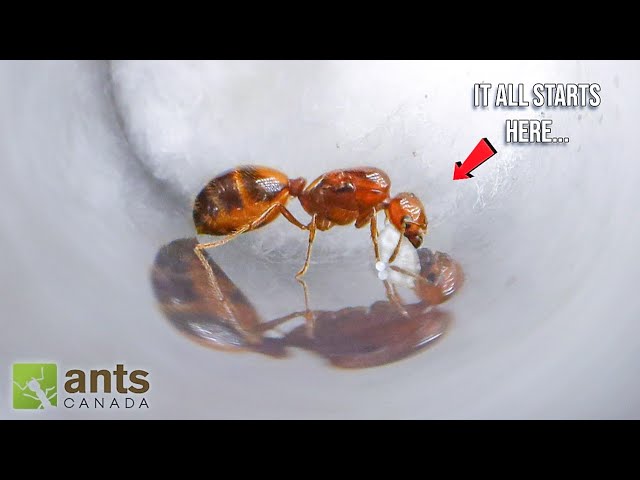 Queen Red Ant Ant Wikipedia