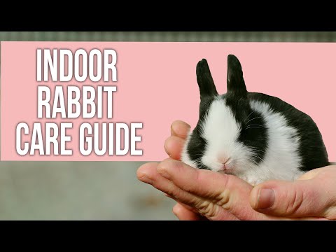Basic Indoor Rabbit Care A Beginner S Guide Research
