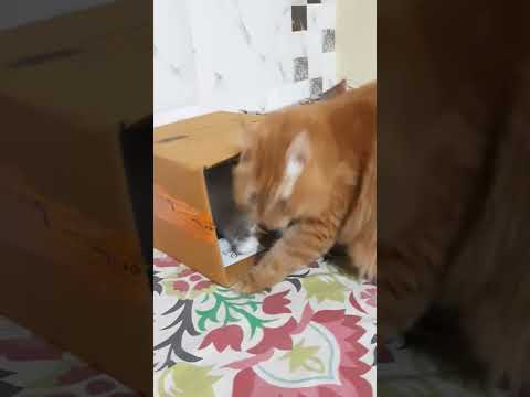 Meow Meow Time Trending Cute Cats Shorts Pets Funny Youtube