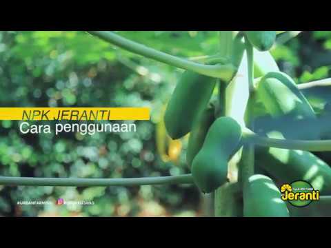 Tanaman Berbuah Lebat Dengan Npk Jeranti Youtube