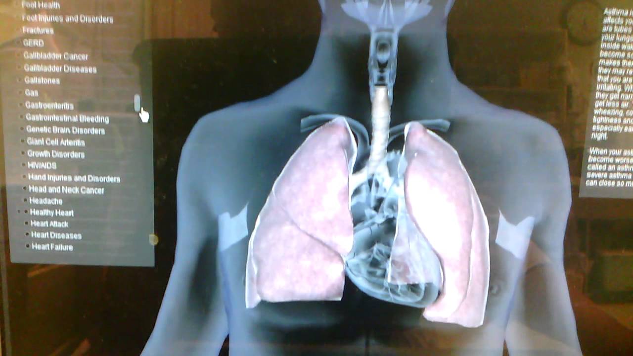 Biodigital Human Youtube